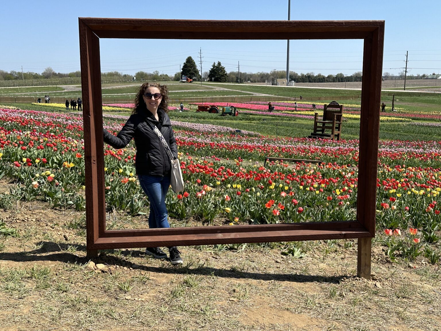 Kuipers Tulip Fest in Maple Park, IL: Everything You Need to Know ...